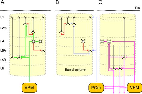 Simplified Scheme Of Parallel Neocortical Microcircuits In The Barrel