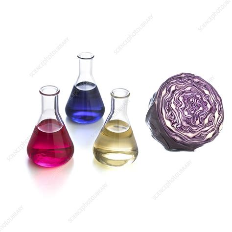 Red Cabbage Ph Indicator Stock Image C024 3760 Science Photo Library