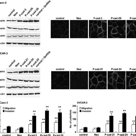 P Cadherin Expression Contributes To The Invasive Phenotype A Download Scientific Diagram