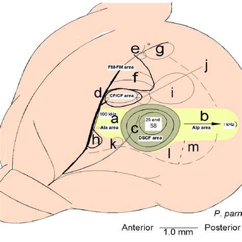 Functional Organization Of The Mustached Bat Auditory Cortex Lateral