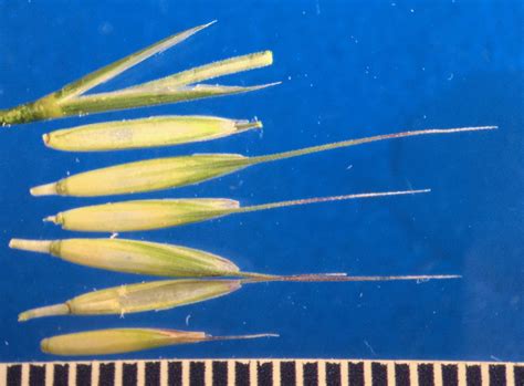 Pseudoregneria Spicata Poaceae