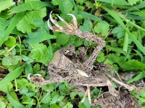Identification Is This An Owl Or Something Else R Bonecollecting