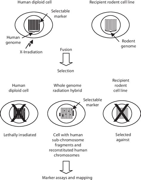 Figure 3 From Radiation Hybrid Rh And Happy Mapping In Plants