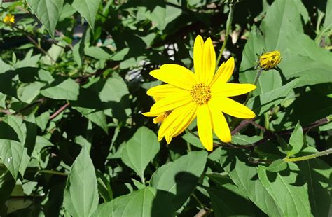 Ingesting Data Into Snowflake 1 Snowflake Stage By Feng Li Dev Genius