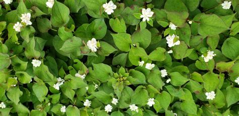 Fish Mint Advice From The Herb Lady