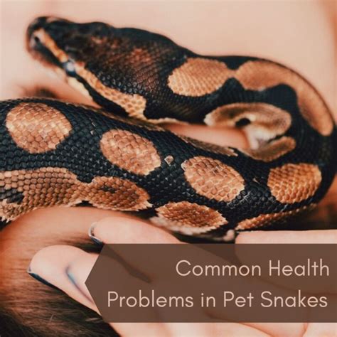 Carpet Python Behavior Understanding Your Pet
