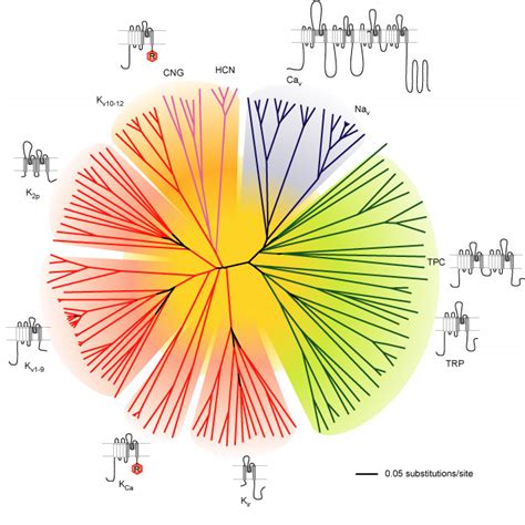 Ion Channels Pharmacology Education Project