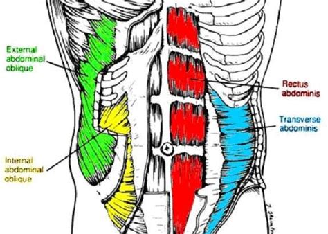 Muscle Activation Core Muscle