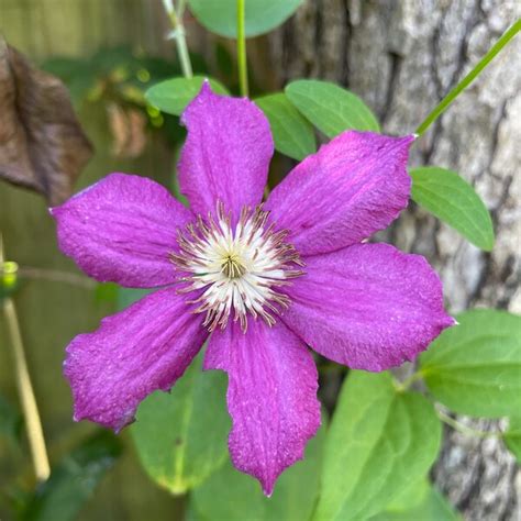 Clematis Etsy