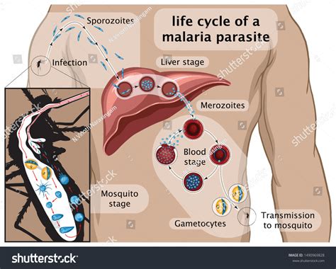 Plasmodium Cell Structure