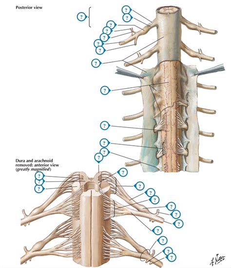 diagram spinal meninges and nerve roots diagram quizlet