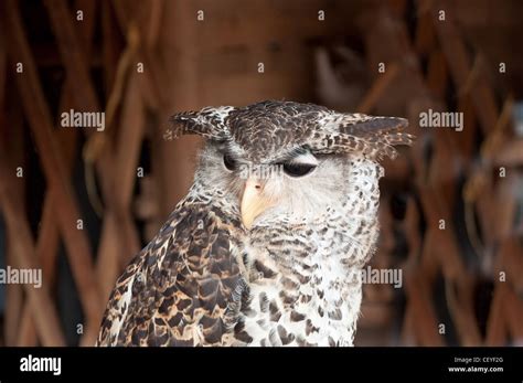 Owl Ears Hi Res Stock Photography And Images Alamy