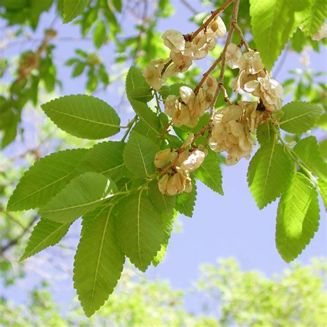 Siberian Elm — Northern Arizona Invasive Plants