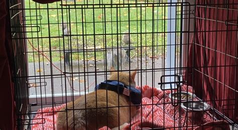 Hyper Kitty Recovery Set Up Thecatsite