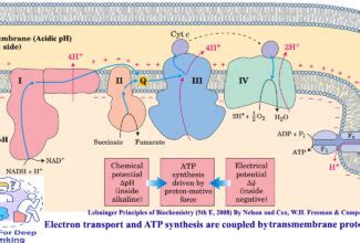 MCQs On Carbohydrate Types Structure Properties And Functions