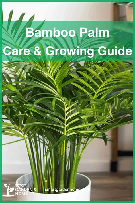 Best 13 Parlor Palm Plant Care And Grow Guide Artofit