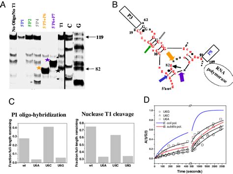 Structural Analysis Of The Nascent Rna In The 119 Paused Complex A Download Scientific