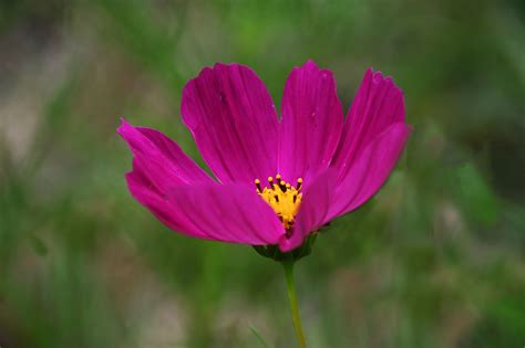 꽃 자주색 자연 Pixabay의 무료 사진 Pixabay