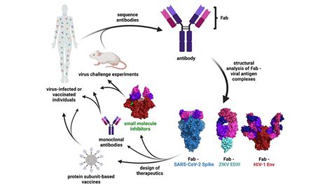 Advanced Analytical Techniques For Antibody Characterization Biointron