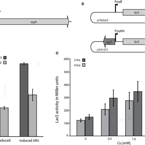Codon Optimized One STrEP Tag Sequence Download Scientific Diagram