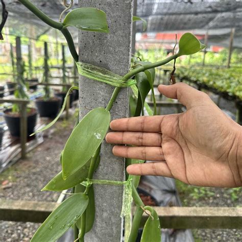 The Ultimate Guide To Growing Vanilla Planifolia