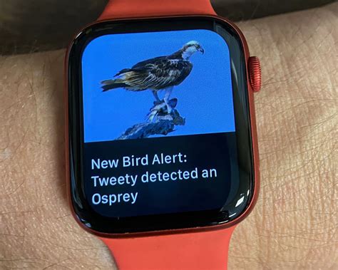 New Bird Push Notifications Haikubox