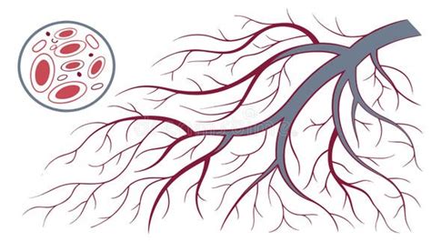 Intricate Human Capillary Network With Blood Cells Medical Diagram