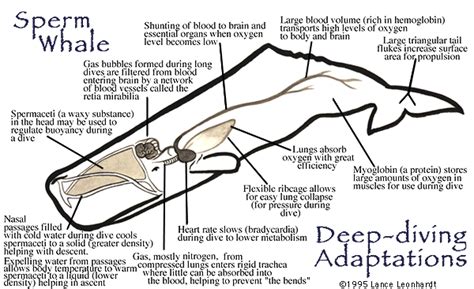Filesperm Whale Head Anatomy Transverse Sagittalsvg Wikimedia