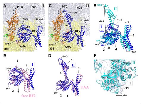 Rf2 Adopts Two Distinct Conformations In Structures I And Ii A The P Download Scientific
