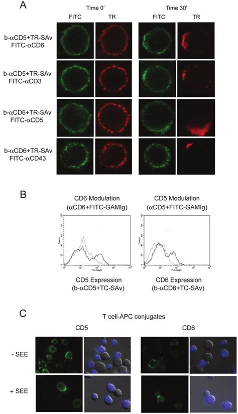 Association Of Cd5 And Cd6 On Supramolecular Membrane Structures A