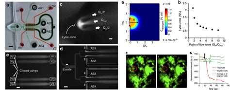Micro Nanofluidic Biomems Group Microfluidic Probe For Single Cell Analysis In Adherent Tissue