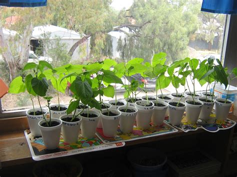 Layout My Holistic Classroom