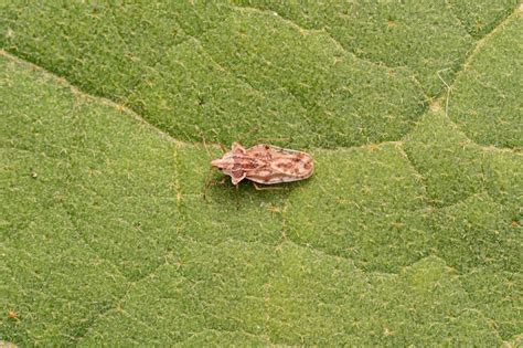 Premium Photo Small Lace Bug