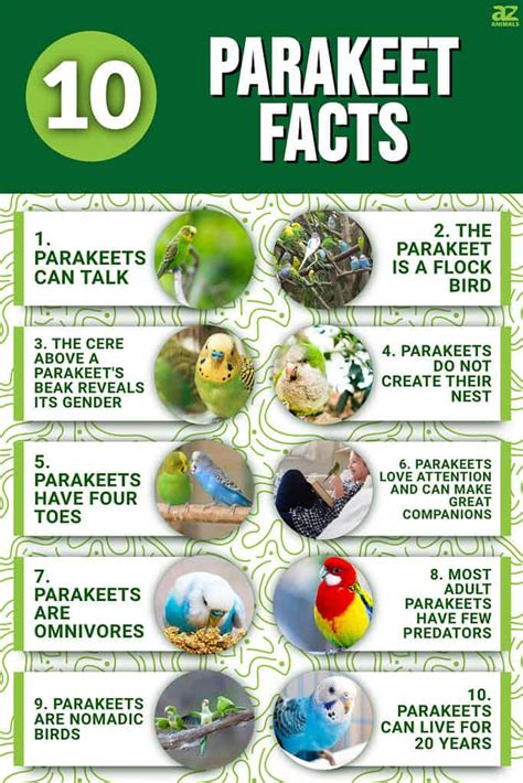 Parakeet Bird Facts At Tyson Macgillivray Blog