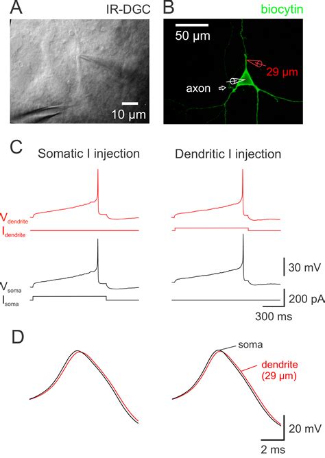 Subcellular Patch Clamp Recordings From The Somatodendritic Domain Of