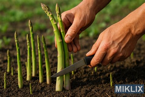 Image Hand Harvesting Asparagus Spears At The Proper Height Miklix