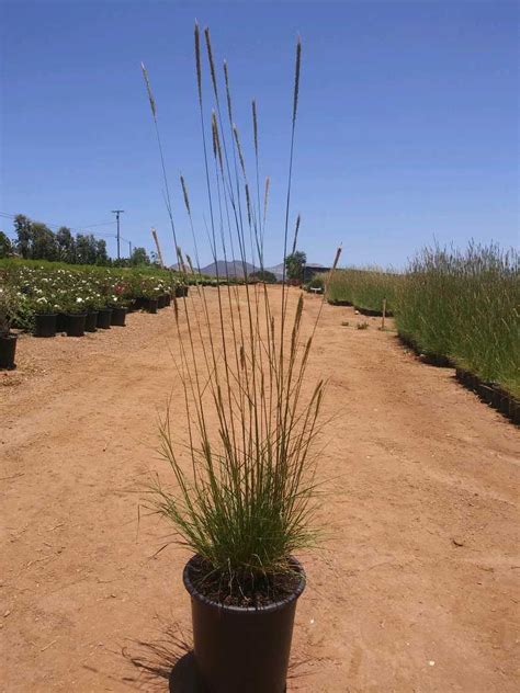 Buy Pennisetum Spathiolatum Slender Veldt Grass Bidscape