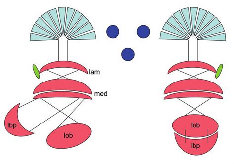 Schematic Of Components Of The Insect Visual System Left Hemisphere Download Scientific