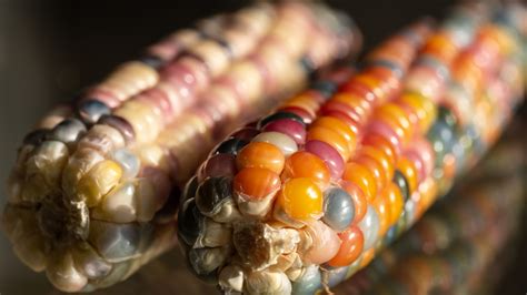 9 Ornamental Corn Varieties For Fall Decorating