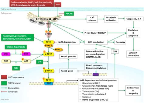 Nrf2 As A Target For Prevention Of Age‐related And Diabetic Cataracts