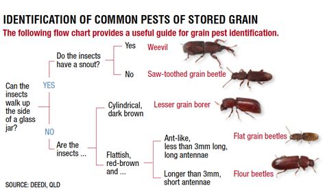 Stored Grain Pests Identification The Back Pocket Guide Stored Grain Information Hub For