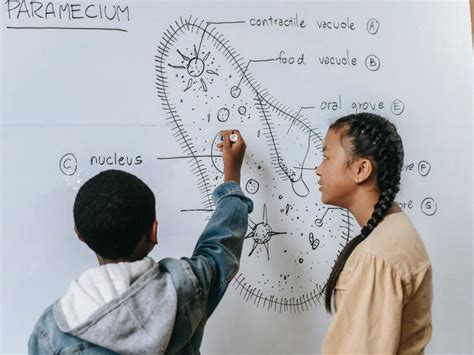 کروموزوم چیست؟ آشنایی با ساختار کروموزوم و نحوه عملکرد آن تریتا