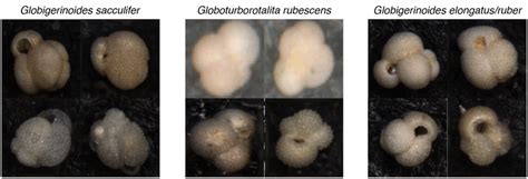 Imaging Details And Classification Challenges Microscopic Imaging Of Download Scientific Imaging Details And Classification Challenges Microscopic Imaging Of Download Scientific