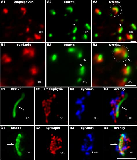 Presynaptic Periactive Zone Semantic Scholar