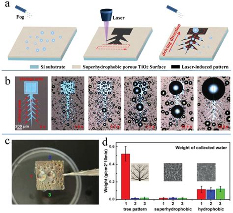 A Schematic Illustration For The Fabrication Process Of Bioinspired