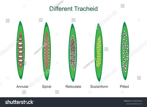 Tracheids In Ferns