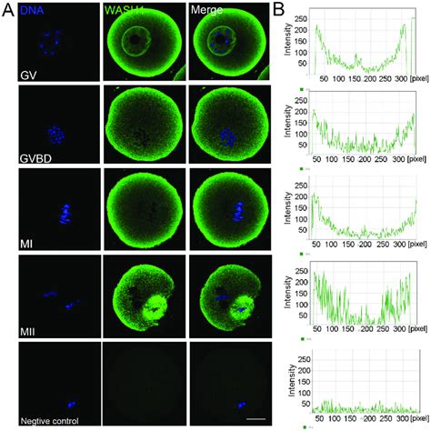 Wash1 And Arp2 Localization During Mouse Meiotic Maturation A