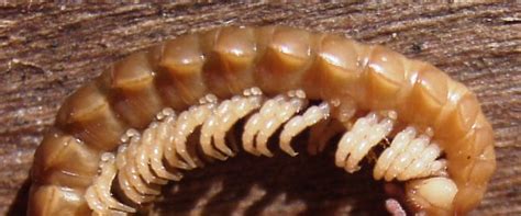 External Anatomy Of Polydesmida Spiracles