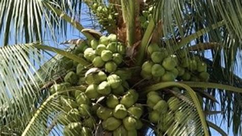 7 Different Types Of Coconuts With Images
