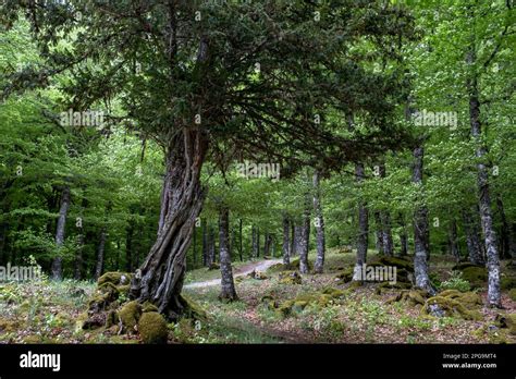 European Yew Taxus Baccata Old Tree In A Beech Grove Fagus Sylvatica